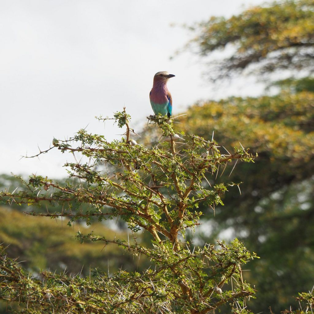Nyerere National Park | African Budget Safari