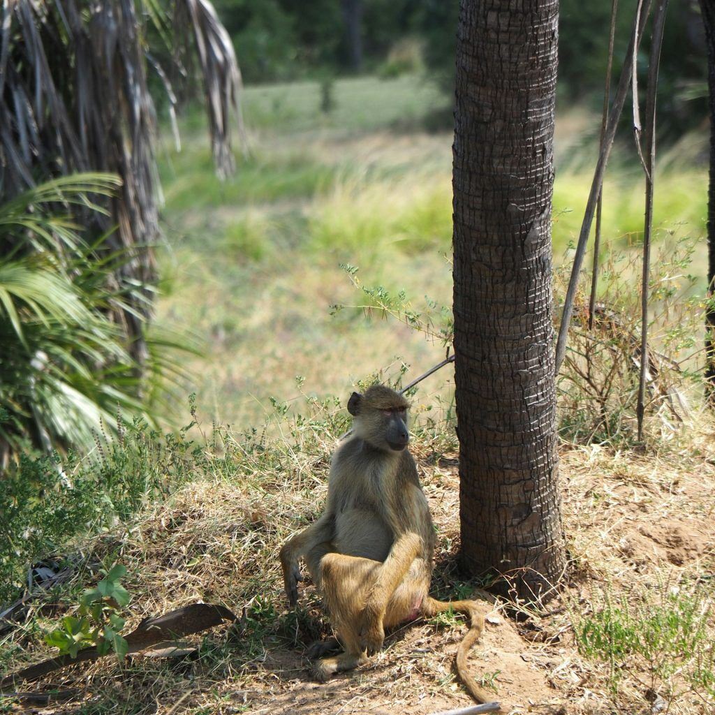 Nyerere National Park | African Budget Safari